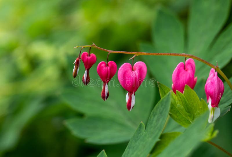 Heart-shaped Bleeding Heart Flower in Pink and White Color. Stock Photo ...