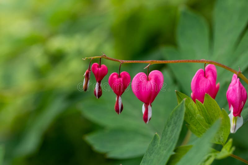 Heart-shaped Bleeding Heart Flower in Pink and White Color. Stock Photo ...