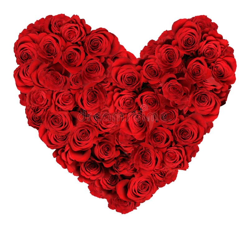 11+ Heart red roses isolated over white Free Stock Photos - StockFreeImages