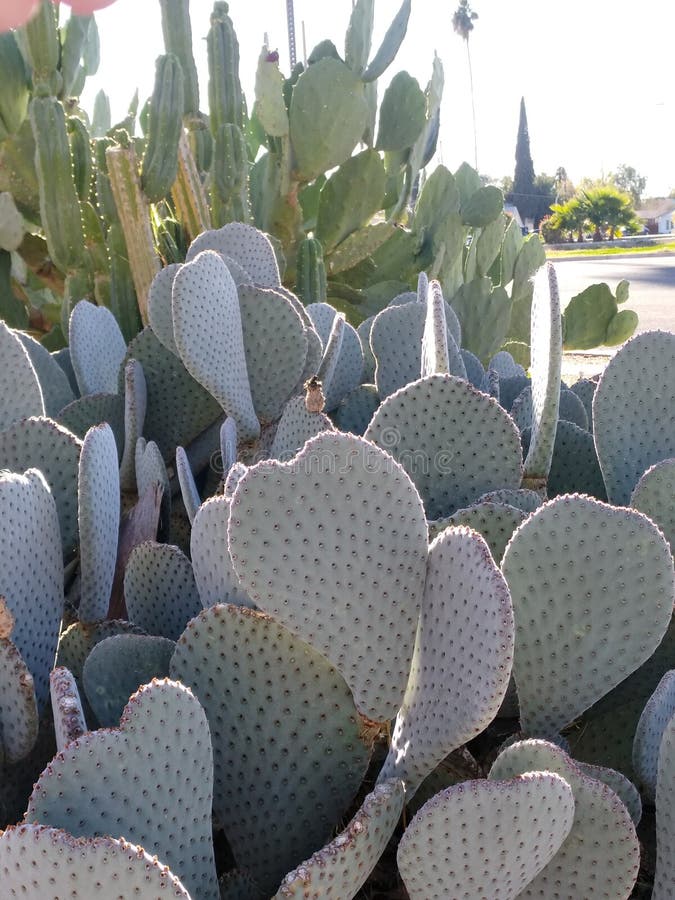 Heart Shaped Cacti stock image. Image of garden, cacti - 182667053