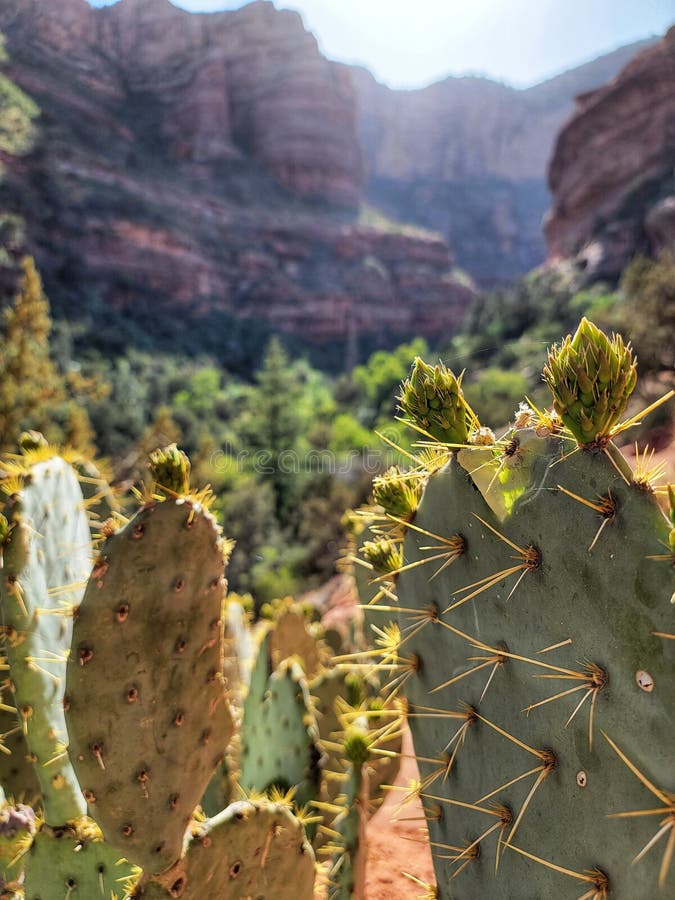 Heart Shaped Cacti in Sedona Arizona Stock Image - Image of shaped ...