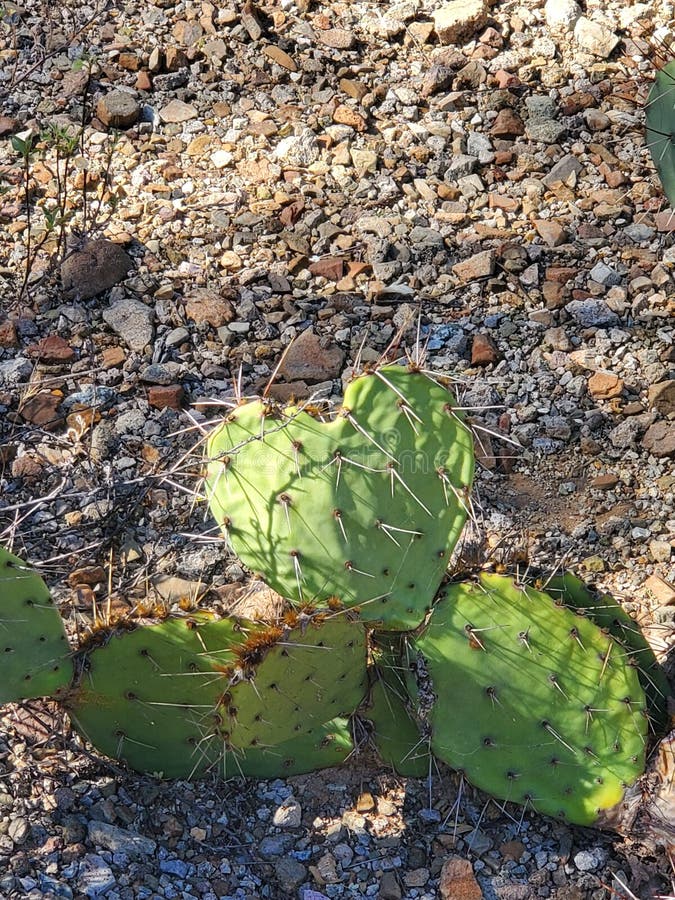 Heart shaped cactus stock photo. Image of heart, soil - 211633698