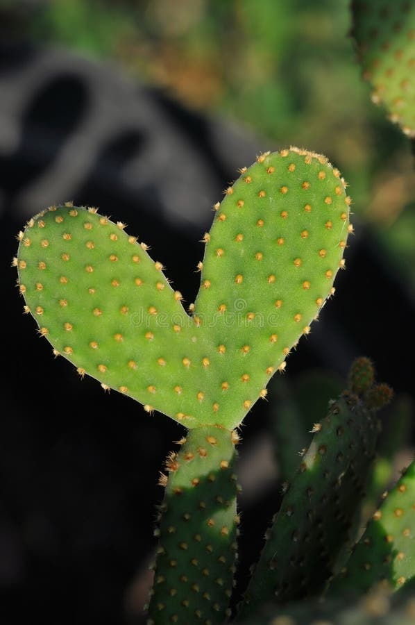 Heart shaped cactus stock photo. Image of romantic, succulent - 82721506