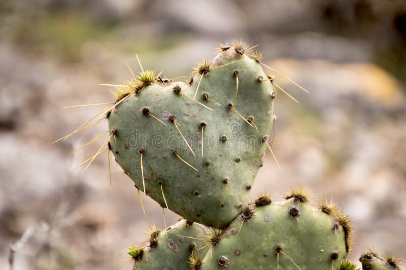 Heart shaped cactus stock image. Image of heart, spines - 113677705