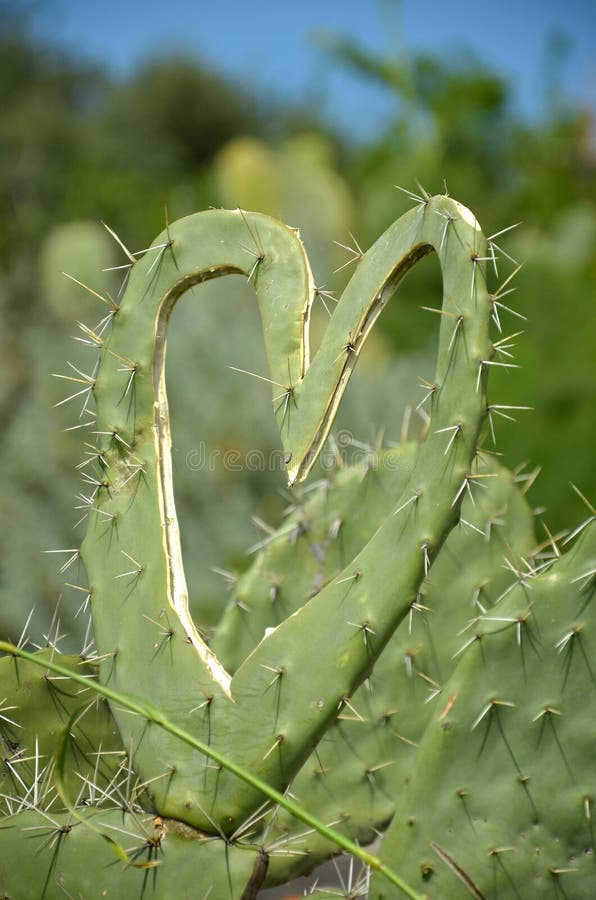 Heart Shaped Cactus Plant stock photo. Image of summer - 24832214