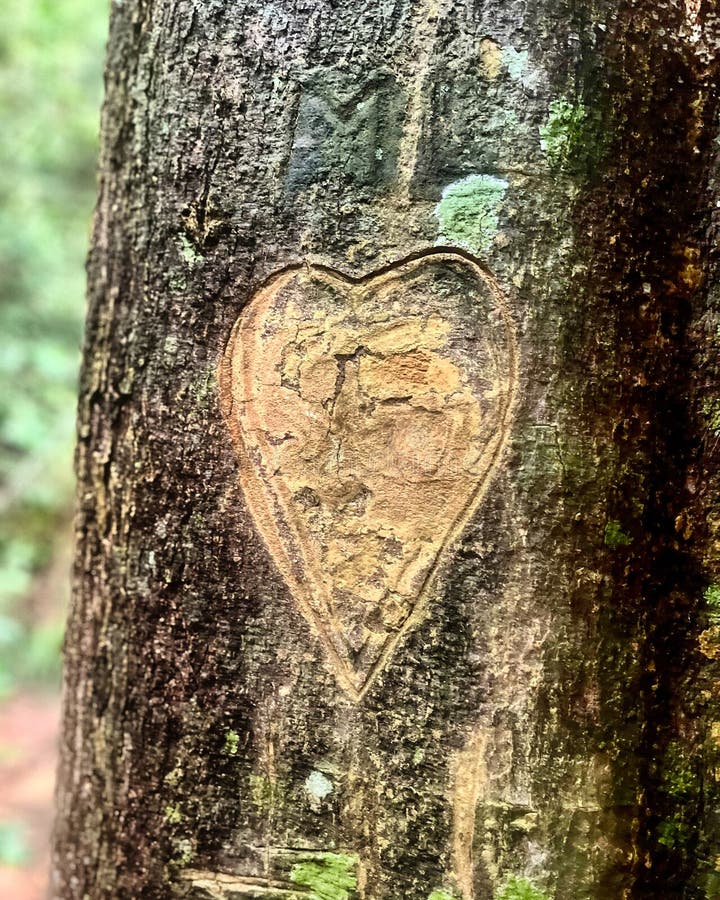 Heart-shaped Carving on a Tree Stock Photo - Image of trunk, mark ...