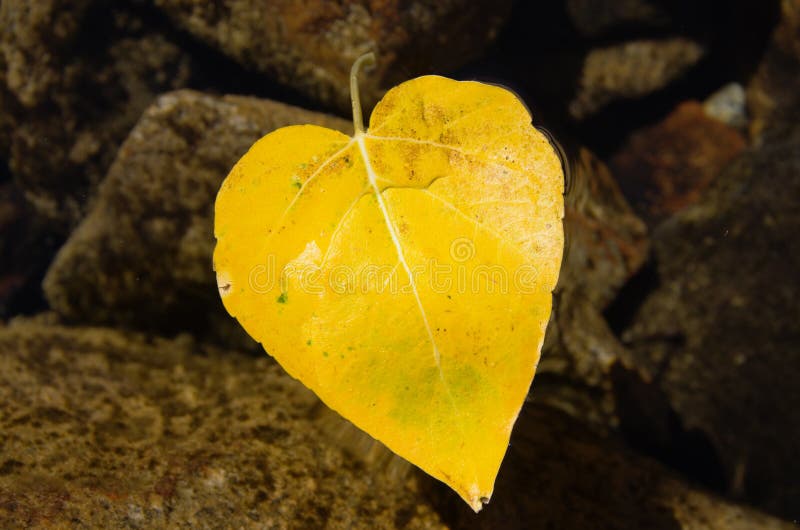 983 Heart Shaped Fall Leaf Stock Photos - Free & Royalty-Free Stock ...