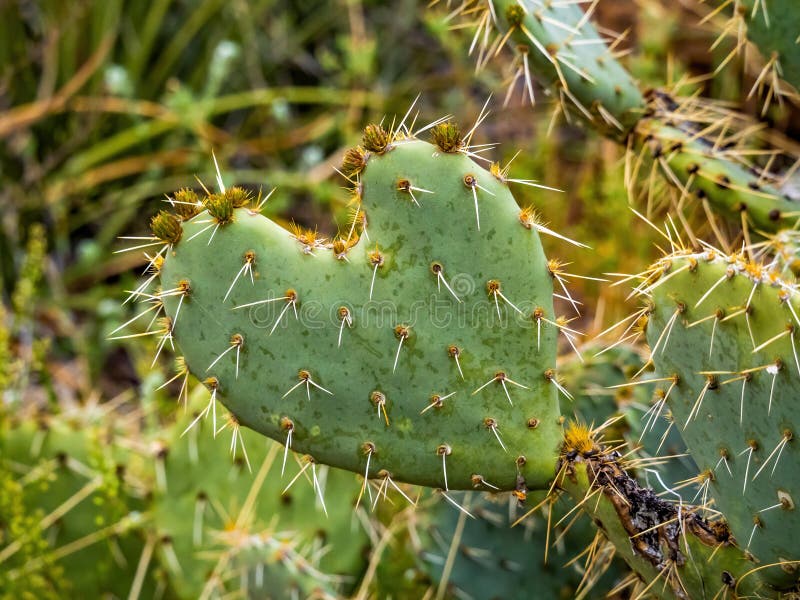 Heart Shaped Green Cactus Section Stock Image - Image of small, pattern ...