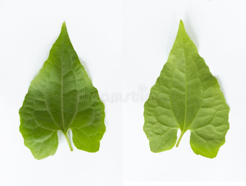 Heart-shaped Green Leaf Grass Seen from the Front and Back Stock Image ...
