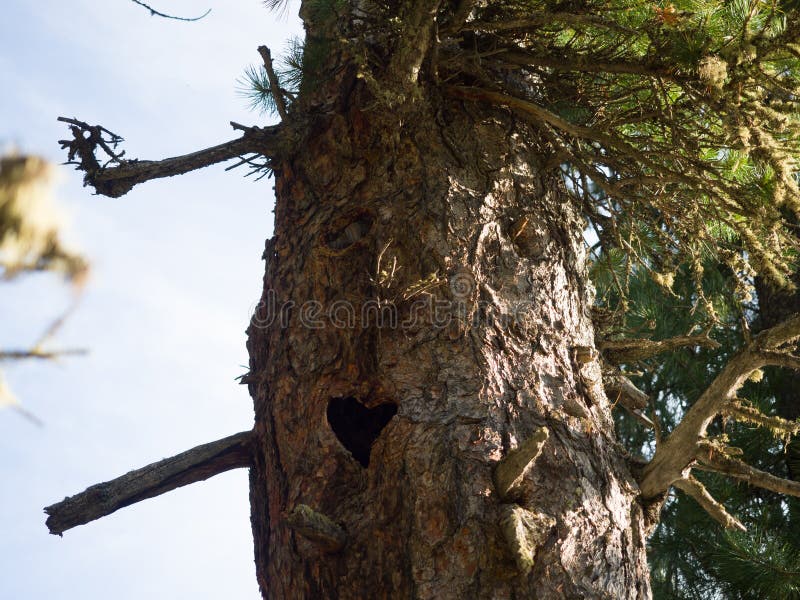 Heart-shaped Hollow in a Cedar Trunk Stock Photo - Image of wonder ...