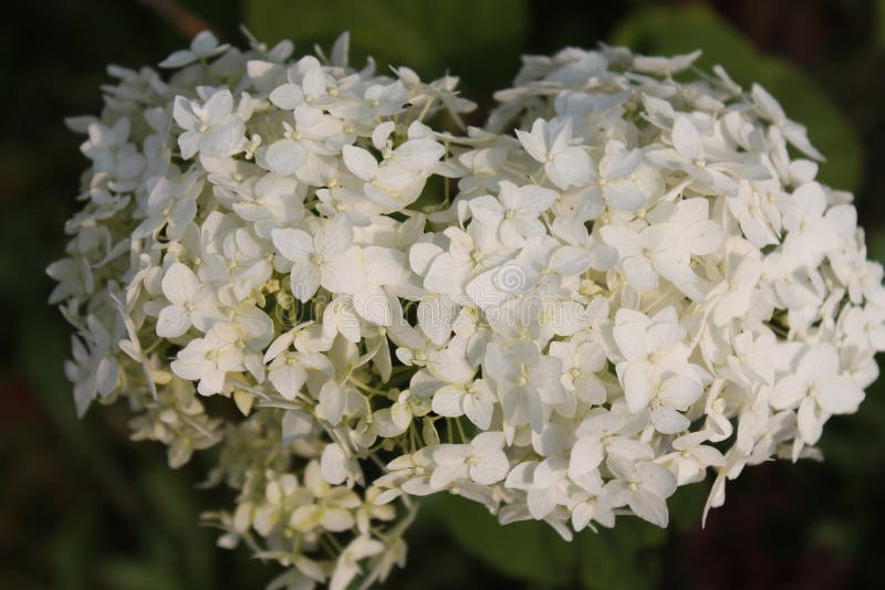 Heart-shaped Hydrangea stock image. Image of love, nature - 103384419
