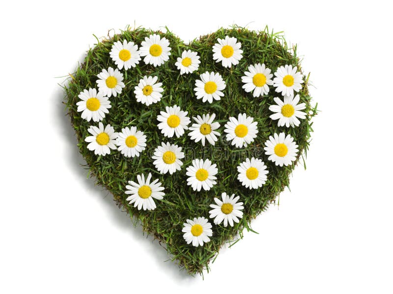 Lawn with Daisies and Soil Cross-section Isolated Stock Photo - Image ...