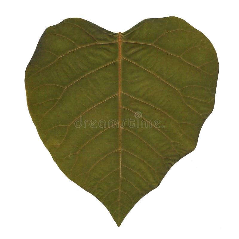 Heart shaped green leaves stock image. Image of forrestation - 3172493