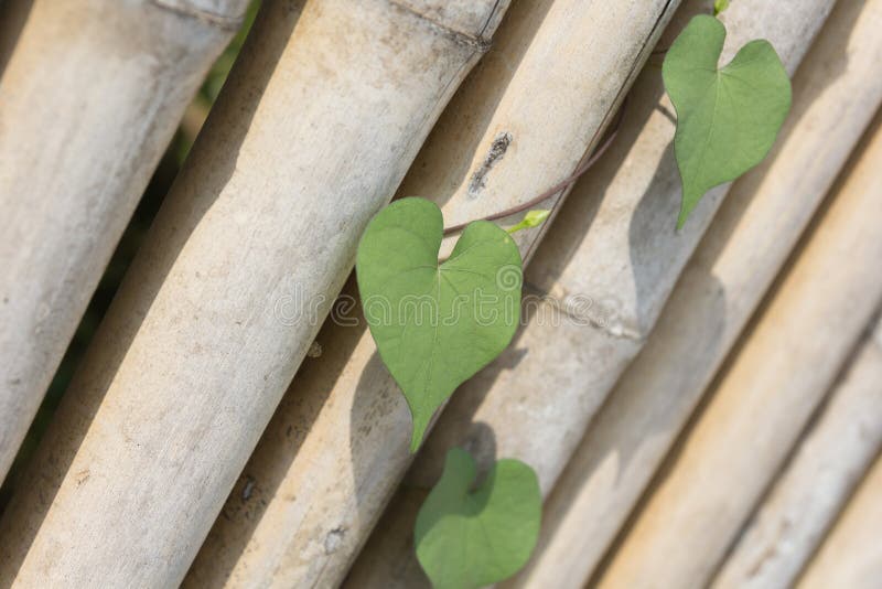 Heart Shaped Leaf on Bamboo Stock Image - Image of green, isolated ...
