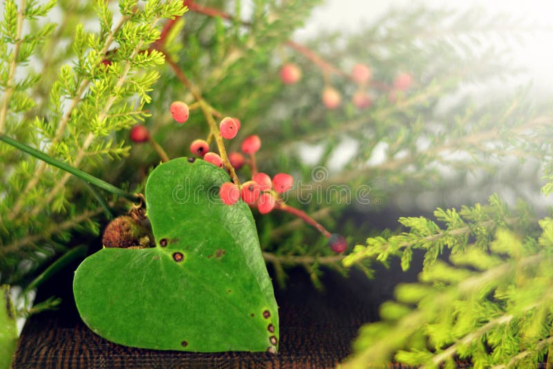 Heart Shaped Leaf, Christmas Tree and Red Berries Stock Photo - Image ...