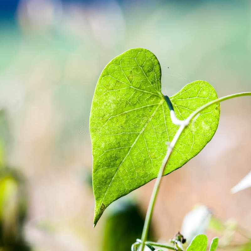 Heart-shaped leaf stock photo. Image of garden, closeup - 38754606