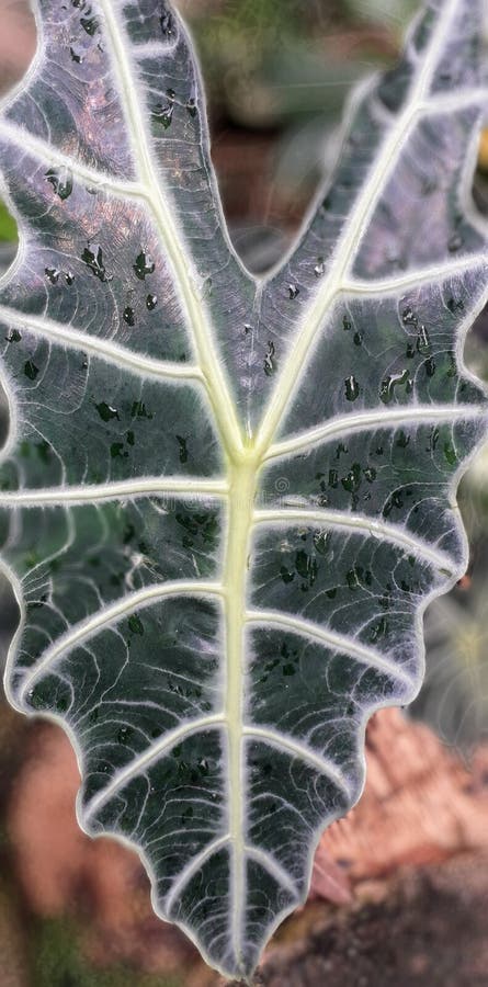 Heart-shaped Leaf with Deep Green Color Stock Photo - Image of deef ...