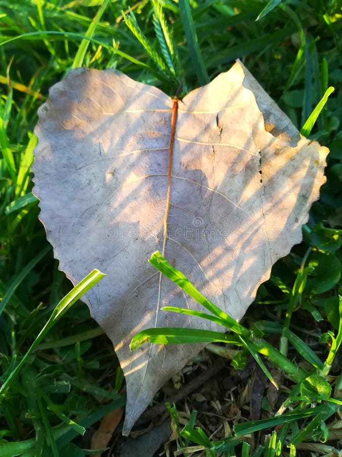 Dry leaf stock image. Image of leaf, heart, grass, shaped - 112302929