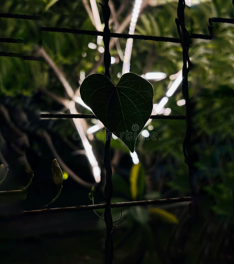 Heart Shaped Leaf Hangs from a Fence in an Outdoor Setting Stock Photo ...