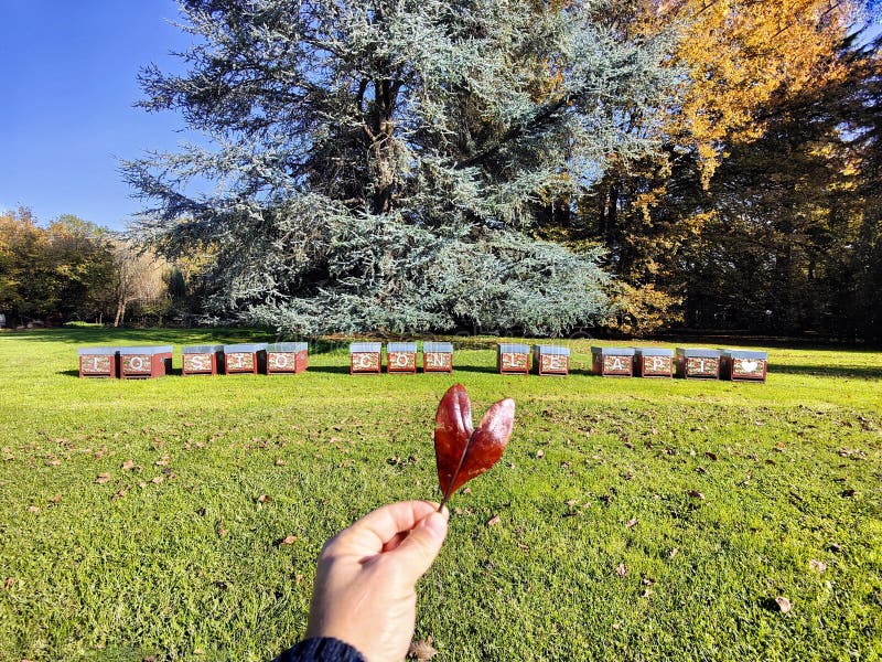 Heart-shaped Leaf in a Meadow Stock Image - Image of tree, shaped ...