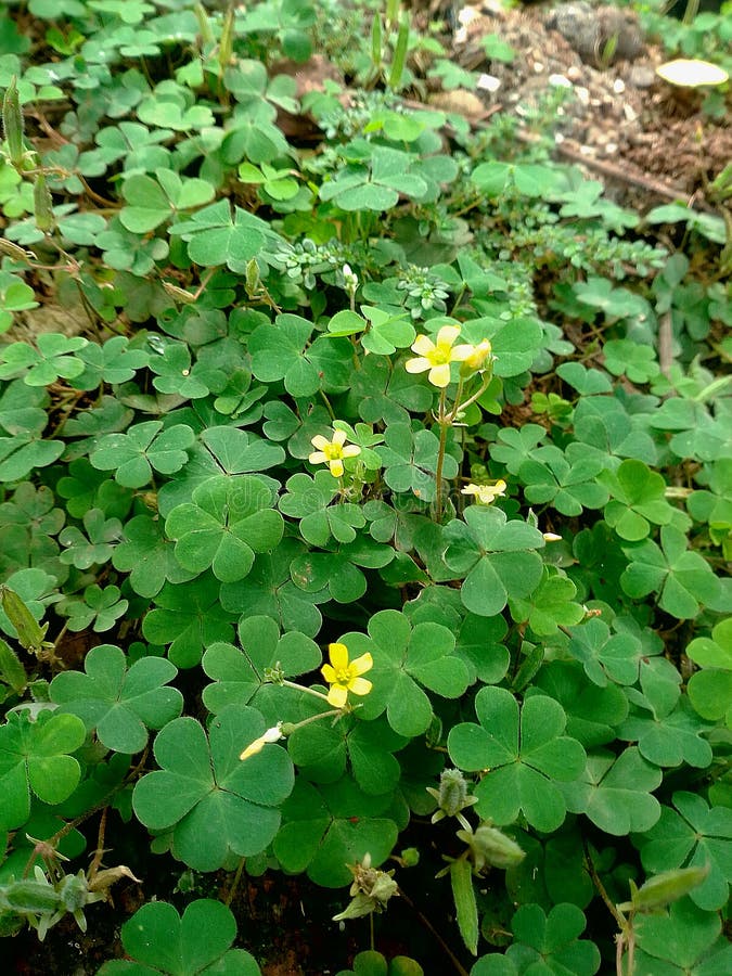 The Heart-shaped Leaves of Clover are Green Stock Photo - Image of ...