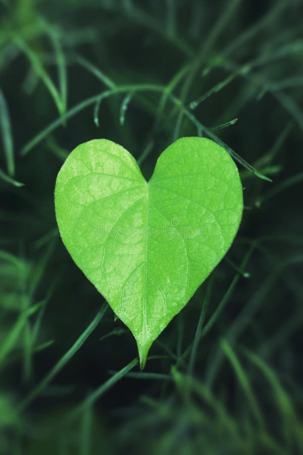 Heart Shaped Leaf on White Background Stock Photo - Image of love ...