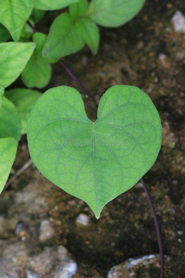 Heart Shaped Leaves on Tree in the Garden Stock Photo - Image of ...