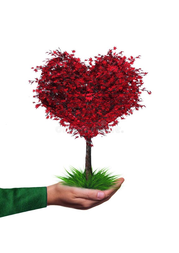 Heart Shaped Maple Tree on a Hand Stock Image - Image of maple, wedding ...