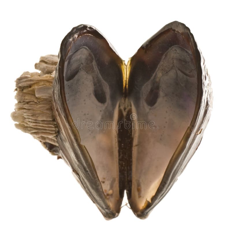 1,310 Sea Shell Heart Shape Stock Photos - Free & Royalty-Free Stock ...