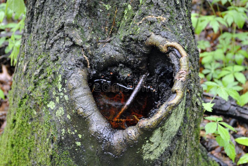 Notch in a tree with an ax stock image. Image of resin - 54485475