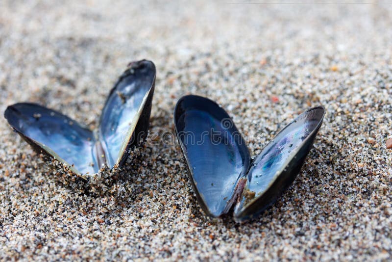 Mussel Shaped Special Turkish Baklava with Pistachio Stock Image ...
