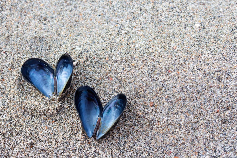 Open Mussel Shell in the Sand on the Beach Stock Image - Image of shoal ...