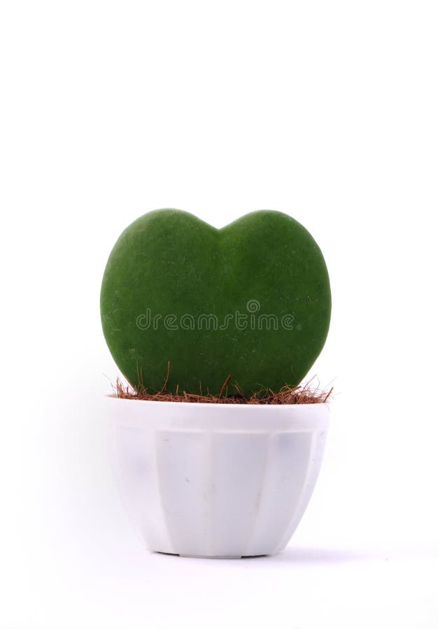 Heart-shaped Plant in a Flower Pot Isolated Stock Photo - Image of ...