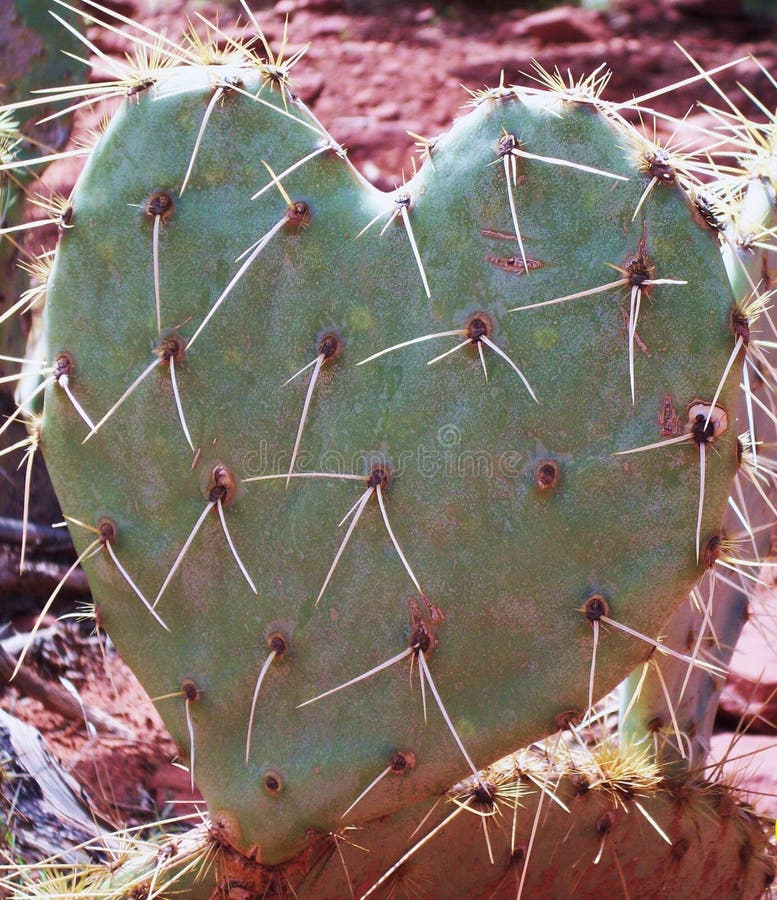 Heart Shaped Prickly Pear Cactus Stock Photo - Image of overlooking ...