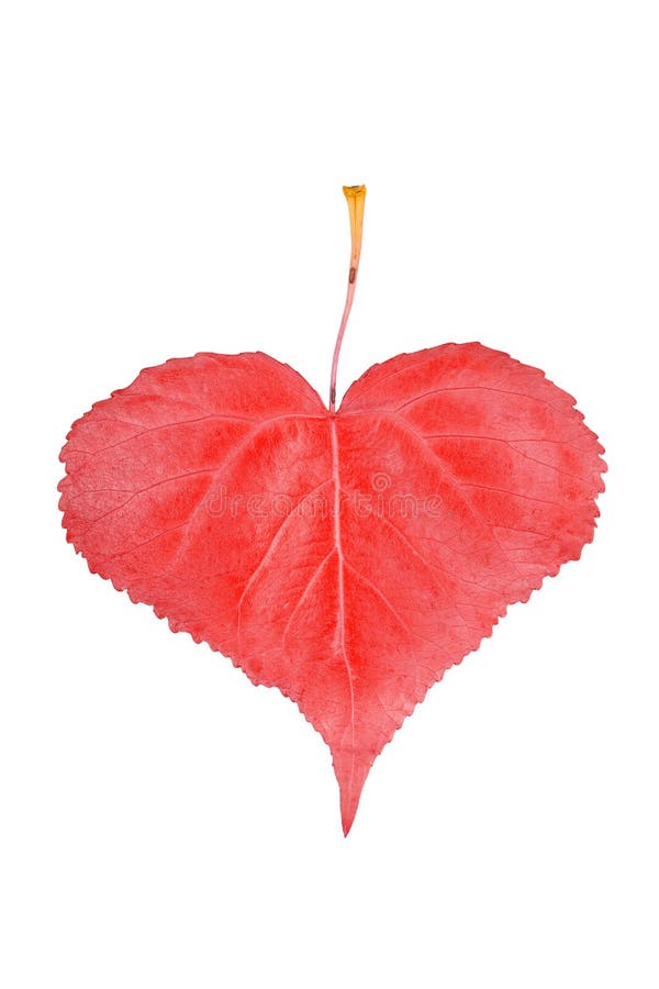 Heart-shaped red leaf stock image. Image of plant, vein - 63950673