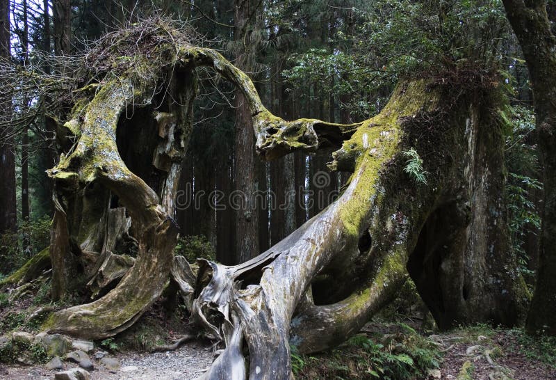 Heart Shaped root stock image. Image of permanent, giant - 7015387