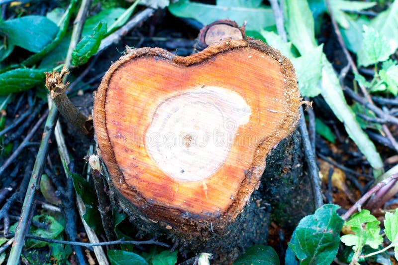 Heart Shaped Root in Forest. Close Up Macro Stock Image - Image of life ...