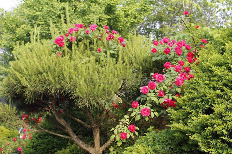Heart-shaped roses stock image. Image of bunch, rosebush - 31404165
