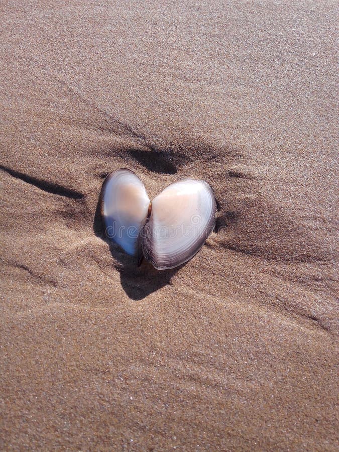Heart Shaped Sea Shell on the Beach Stock Image - Image of shadow ...