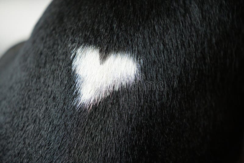 A Heart Shaped Spot on a Dog S Back Stock Image - Image of miniature ...