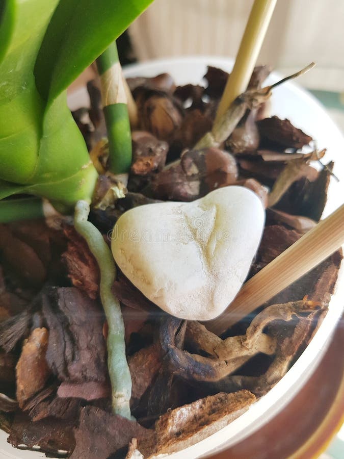 Heart-shaped Stone among Plant Roots Stock Photo - Image of meal, petal ...