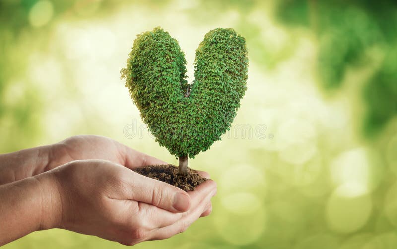 Heart shaped tree in hands stock photo. Image of leaf - 192949606
