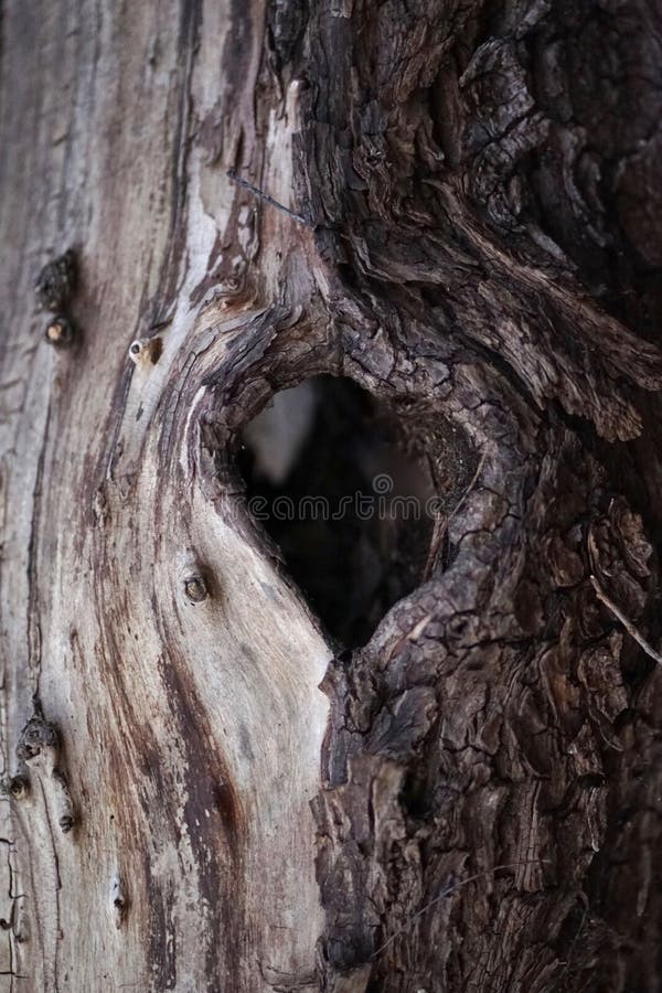 Heart Shaped Tree Hole in Old Dead Tree Trunk Stock Image - Image of ...