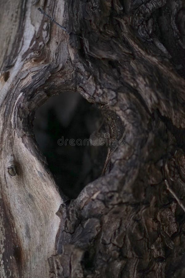 Heart Shaped Tree Hole in Old Dead Tree Trunk Stock Photo - Image of ...