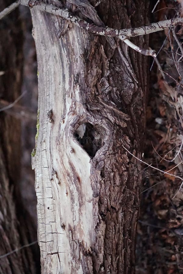 Heart Shaped Tree Hole in Old Dead Tree Trunk Stock Photo - Image of ...