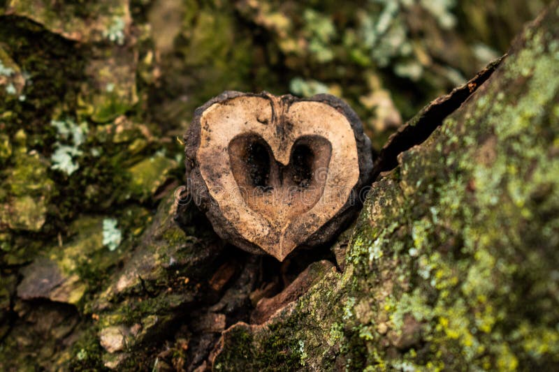 Heart-shaped Tree Knot in a Forest Stock Image - Image of wood ...