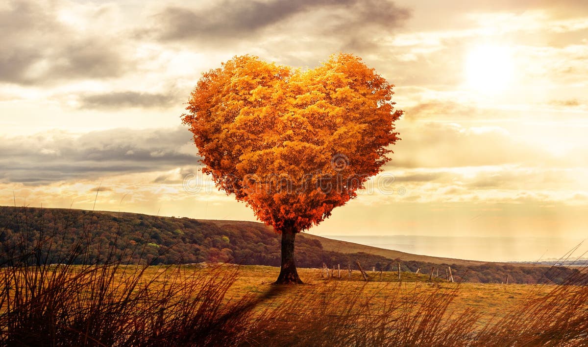 3,606 Heart Tree Sunset Stock Photos - Free & Royalty-Free Stock Photos ...