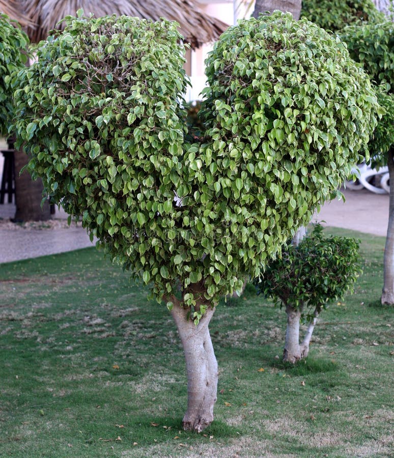 Heart Shaped Tree stock image. Image of grow, leaf, love - 40151283