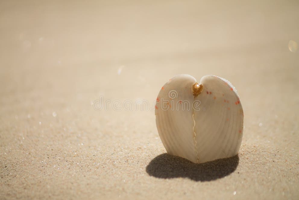 Heart shell stock photo. Image of happy, cockle, february - 26717992