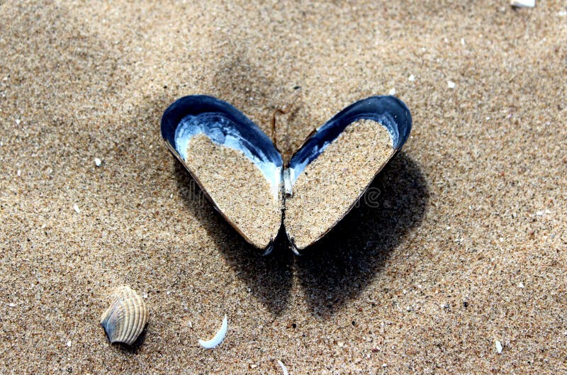 Heart Shell in the Sand on the Beach Stock Photo - Image of shell ...